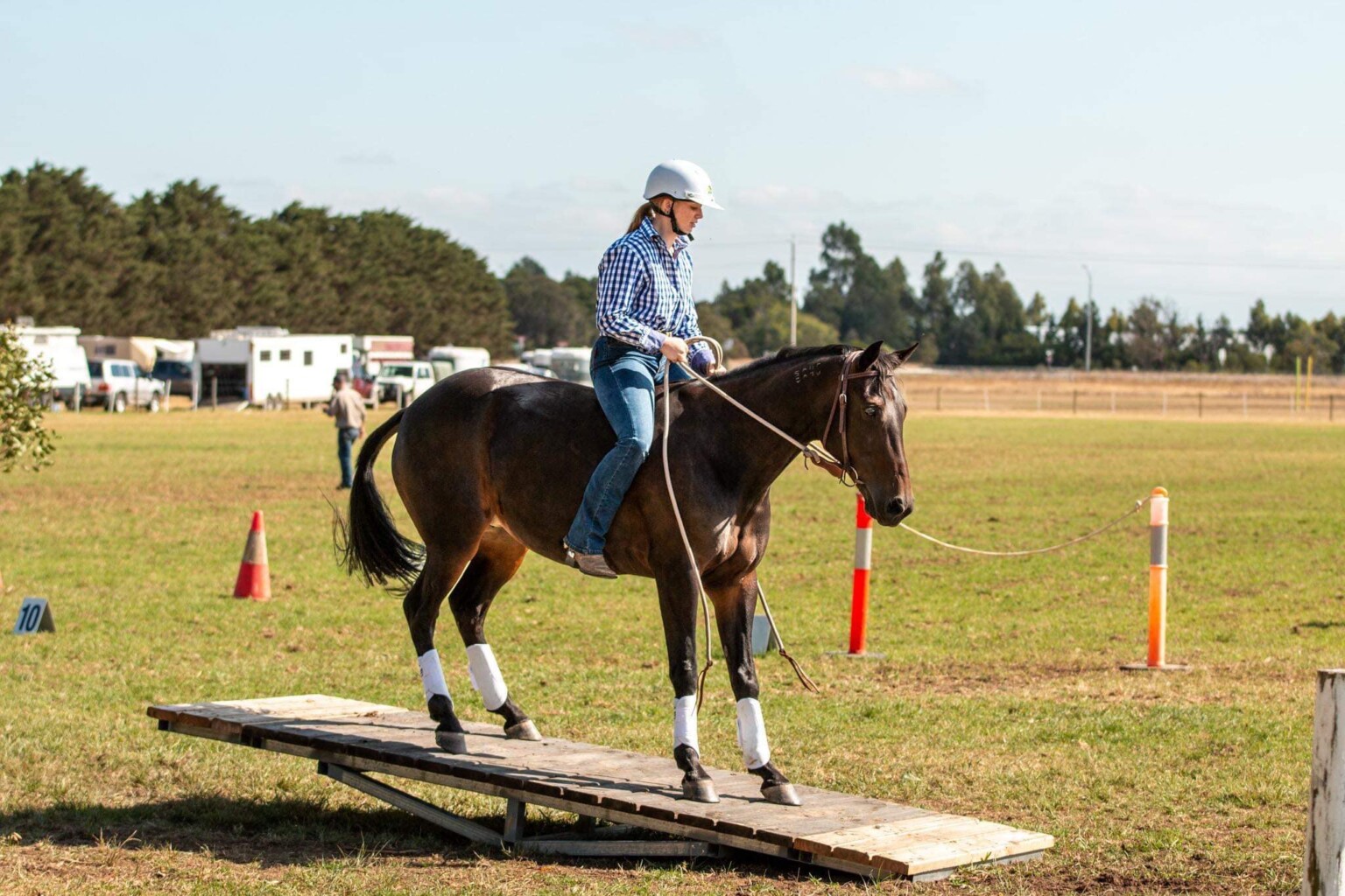 From the Show Ring to Barrel Racing: Standardbred Talents on Display – Hero